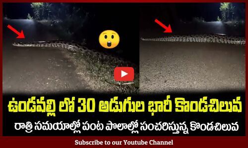 ఉండవల్లి లో 30 అడుగుల భారీ కొండచిలువBig Snake Python (Konda Chiluva ...